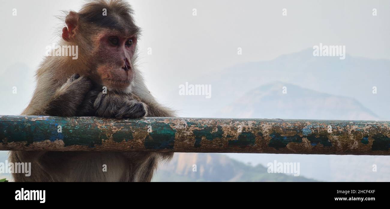 Asian monkey of India sitting on the edge of a cliff with a curious ...