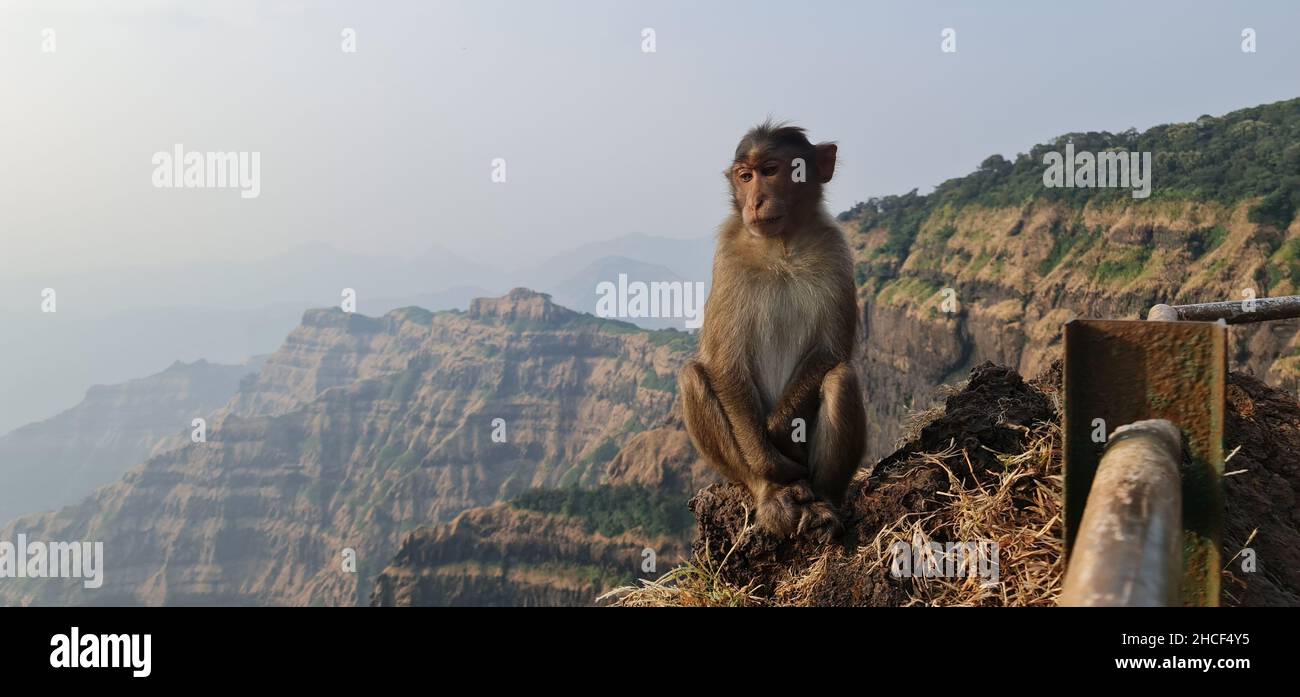 Asian monkey of India sitting on the edge of a cliff with a curious ...