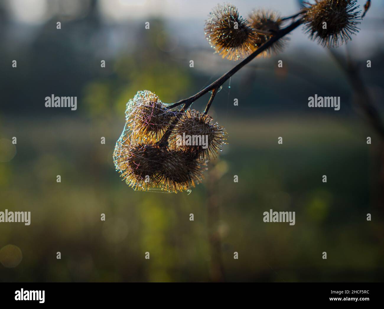 Closeup of spiny seeds of a plant tree in a spider web Stock Photo - Alamy