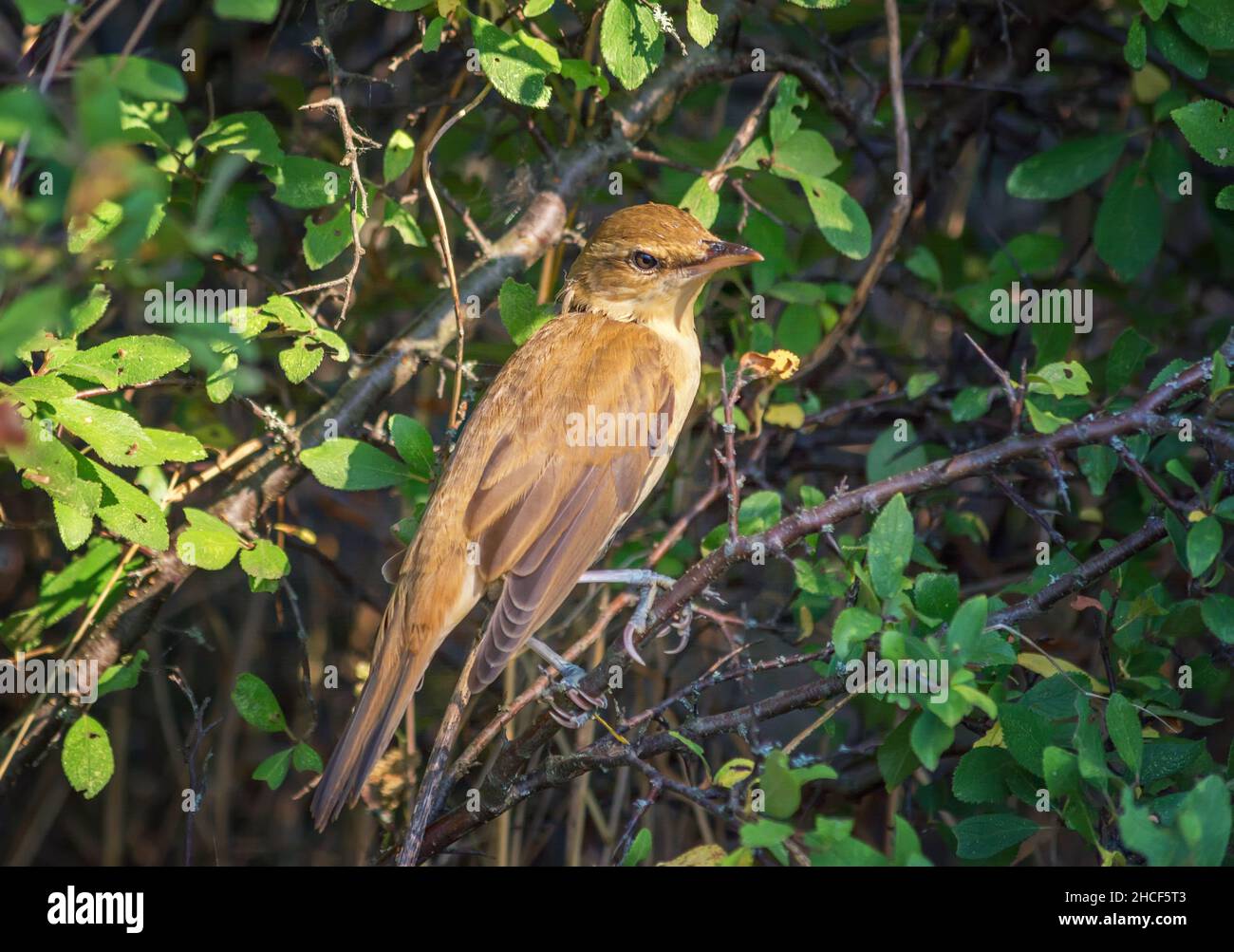 Nightingale - Luscinia megarhynchos also known as rufous nightingale ...