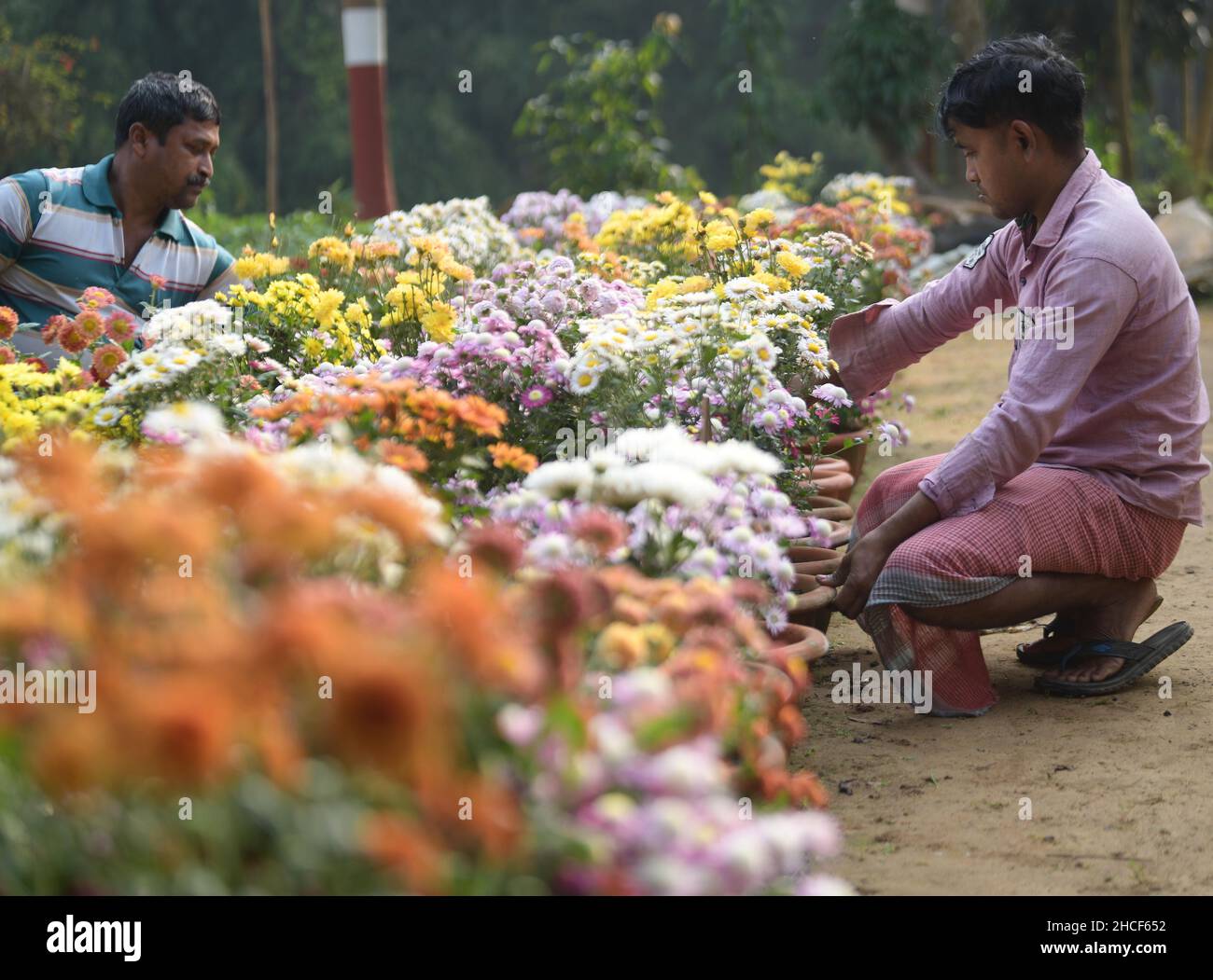 Labourers working at a flower nursery. Agartala. Tripura, India Stock ...
