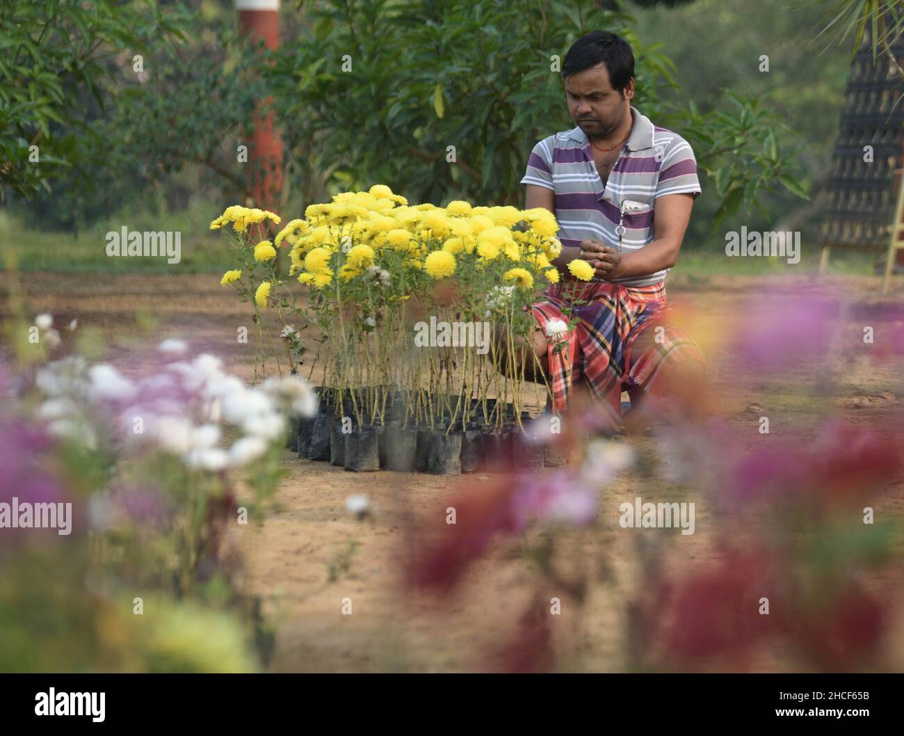 Labourers working at a flower nursery. Agartala. Tripura, India Stock ...