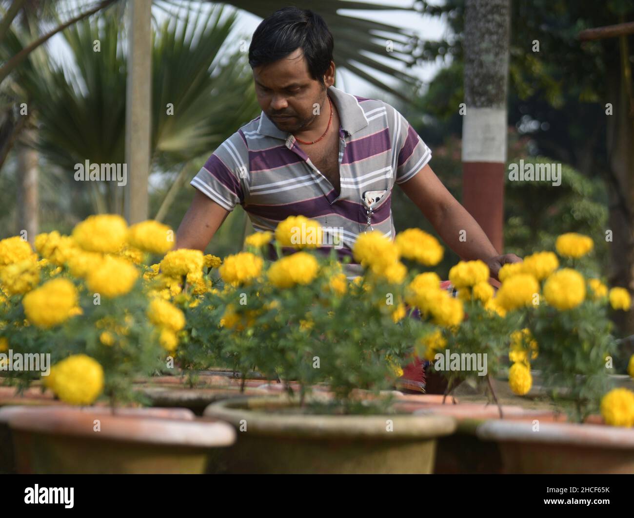 Labourers working at a flower nursery. Agartala. Tripura, India Stock ...