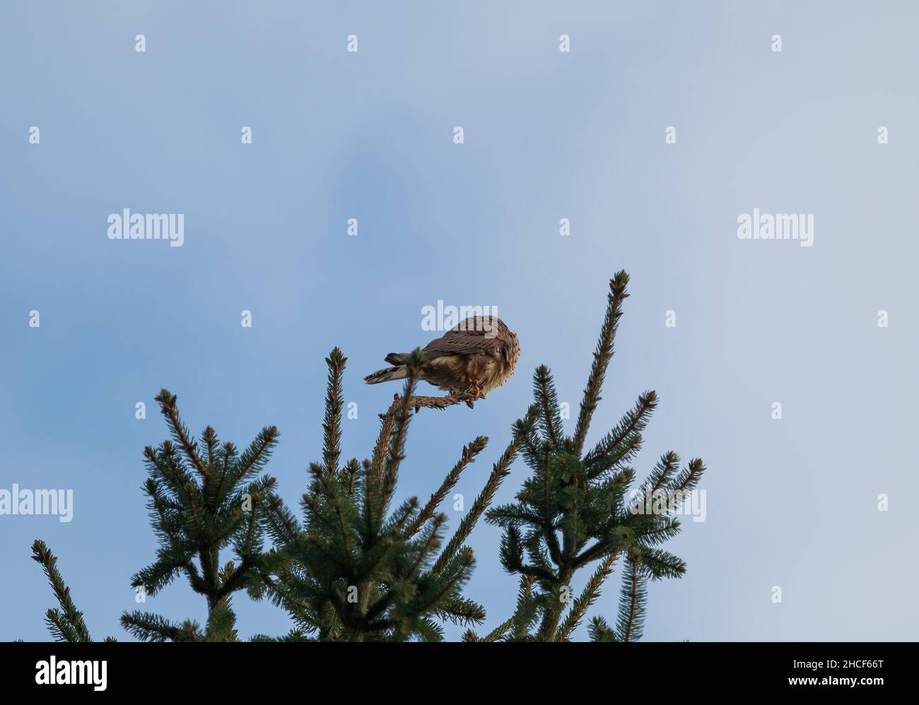 kestrel raptor bird urban ornithology fauna winter jena Stock Photo - Alamy