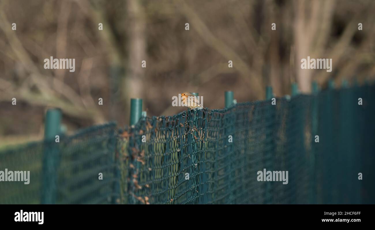 Ornithology fauna hi-res stock photography and images - Alamy