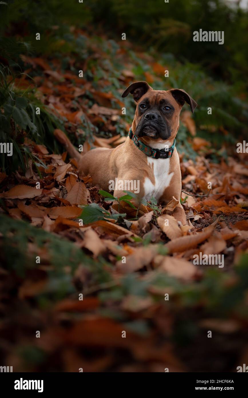 Boxer breed hi-res stock photography and images - Alamy