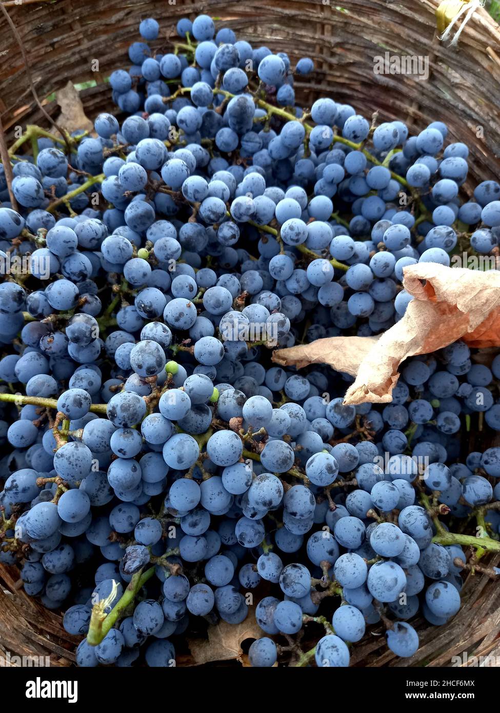 Closeup of a wicker basket with bunches of red grapes inside Stock ...