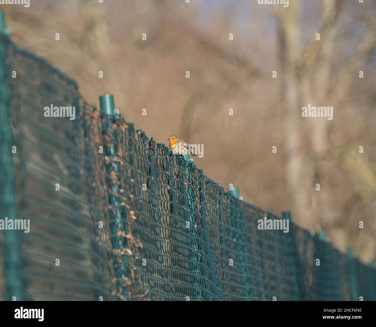 Ornithology fauna hi-res stock photography and images - Alamy