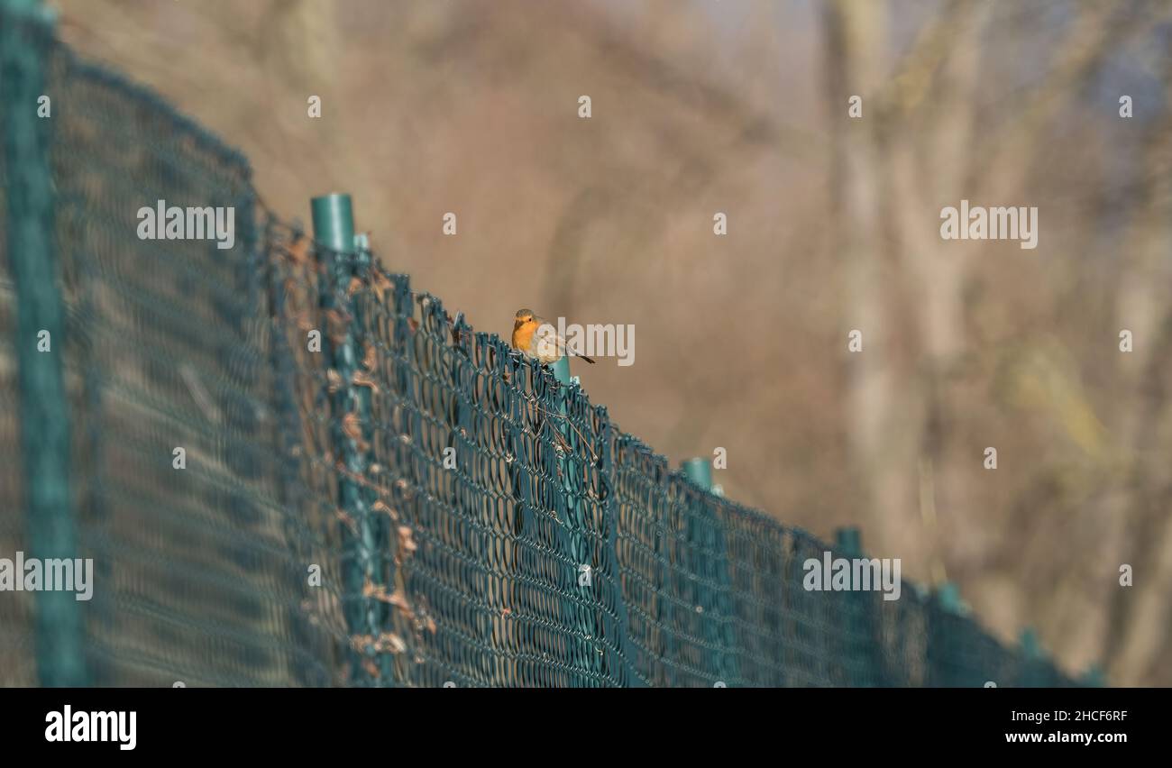 A robin in a urban environment in Jena Stock Photo - Alamy