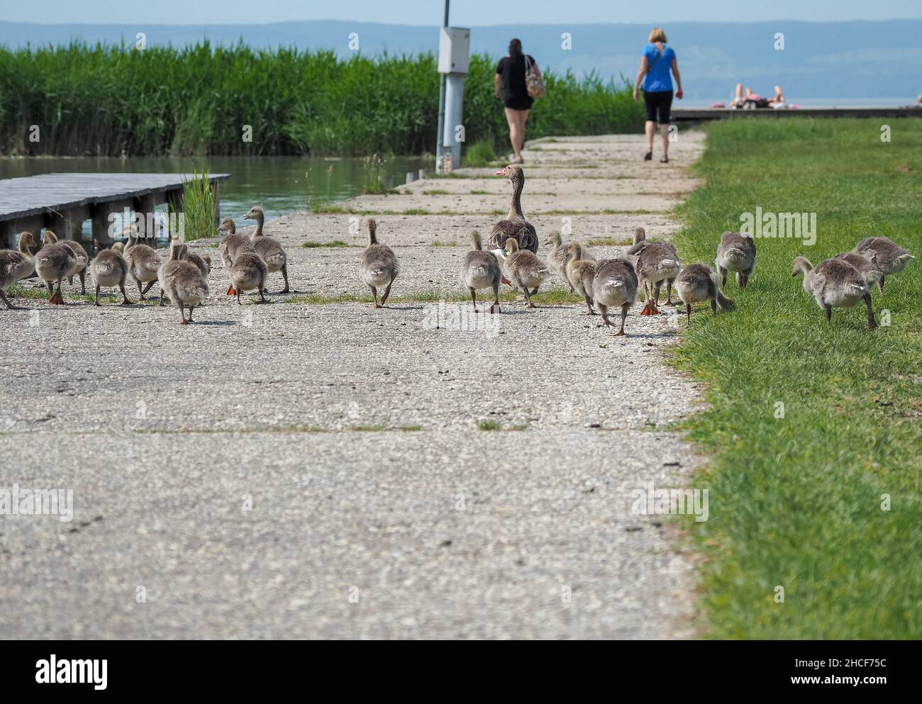 A family of ducks is walking with their many chicks along a path ...