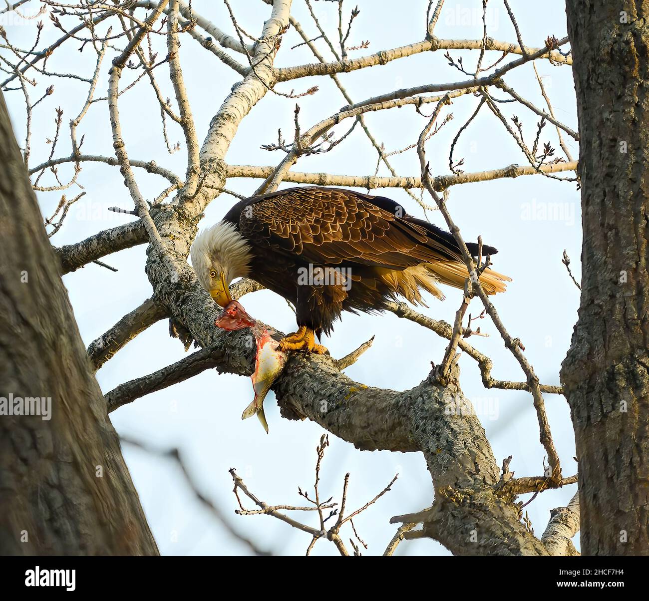 Bald Eagle Ripping into a Fish Stock Photo - Alamy