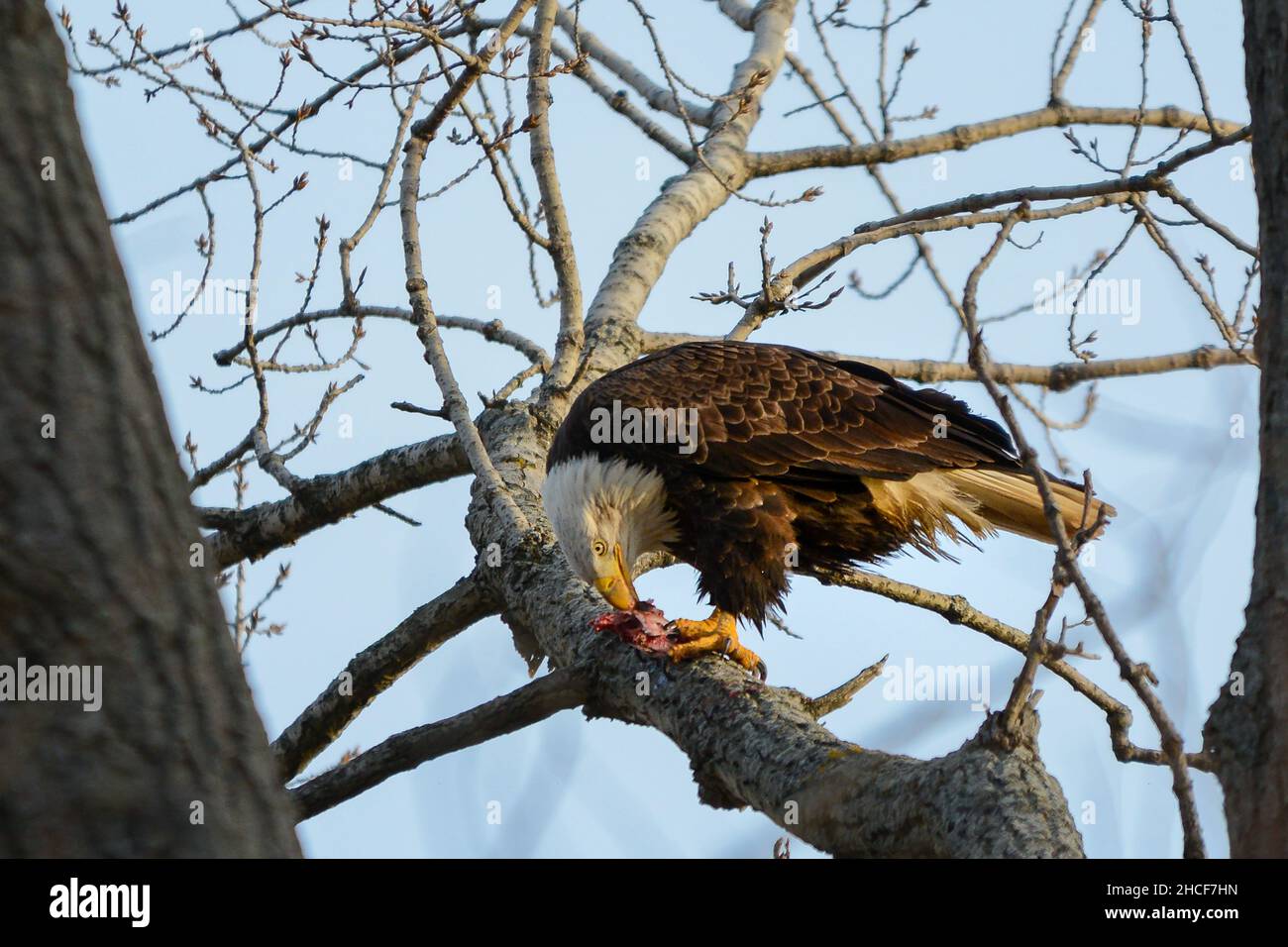 Bald Eagle Eating Stock Photo - Alamy