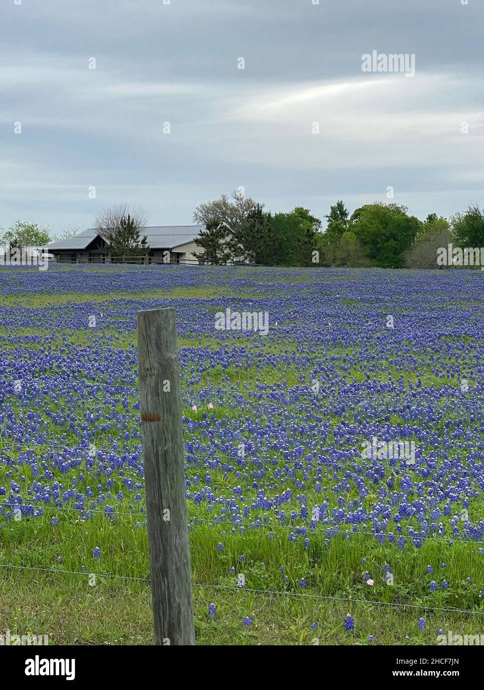 Vertical shot of bluebonnets in a farm with a fence post on a cloudy ...