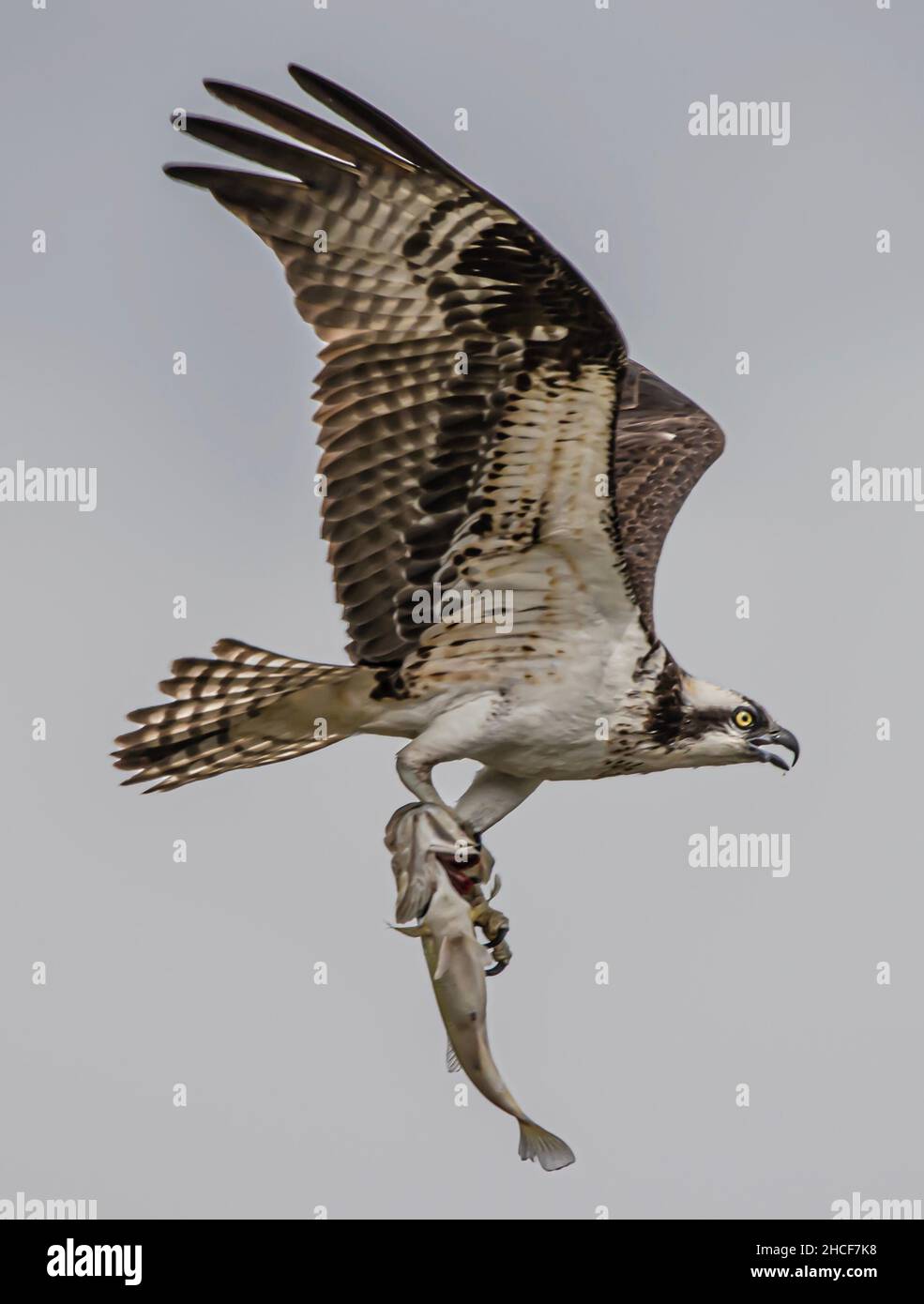 Osprey in flight shot hi-res stock photography and images - Alamy