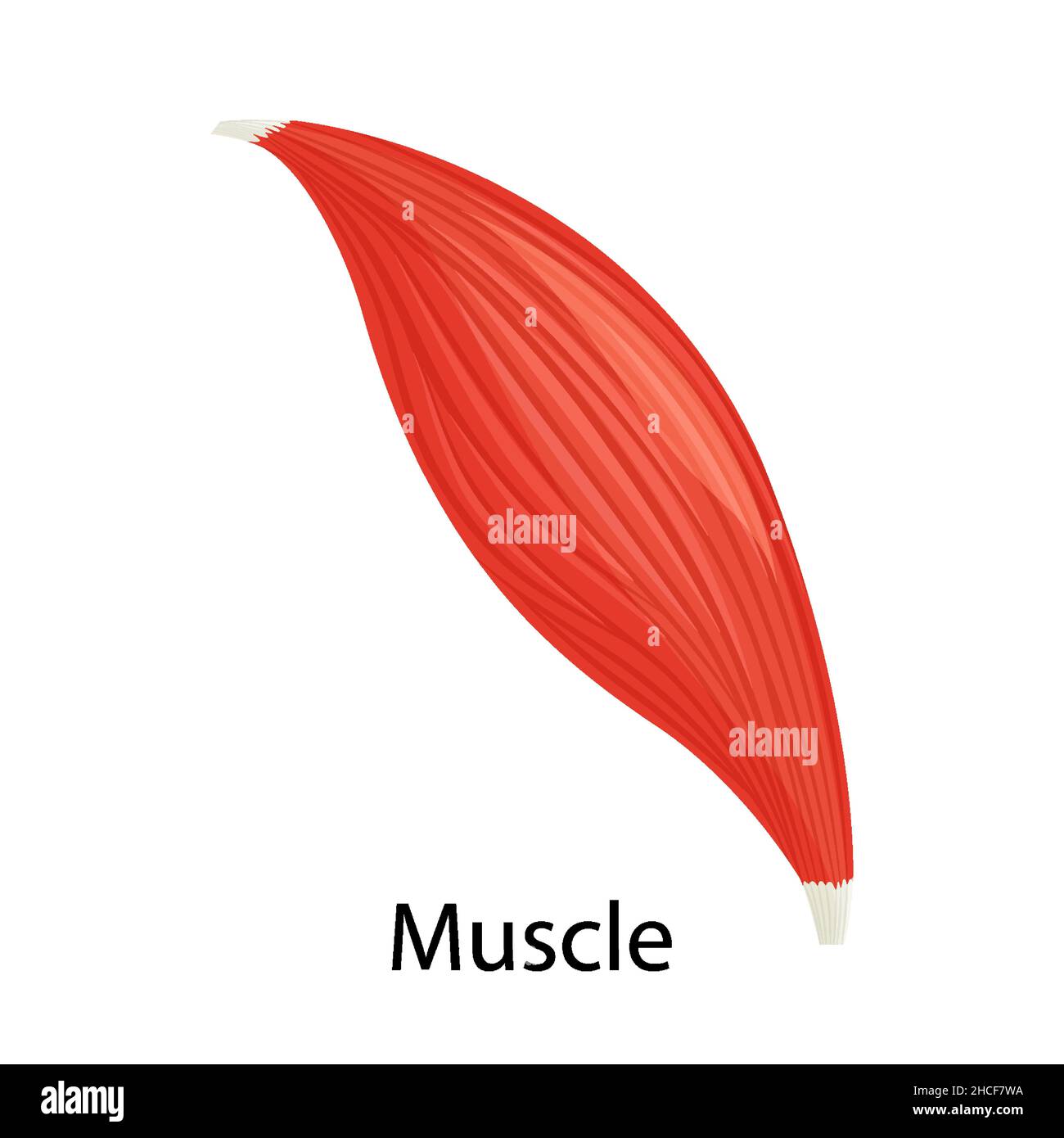 Human muscle icon, vector illustration flat style design isolated on ...