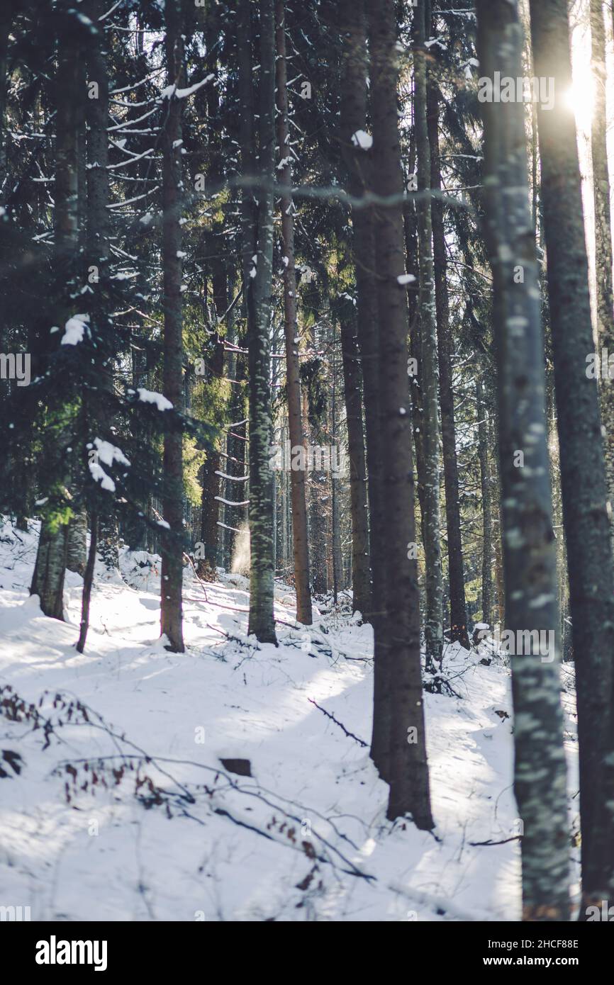 A beautiful photo of a snowy dense forest in a sunny winter day in ...