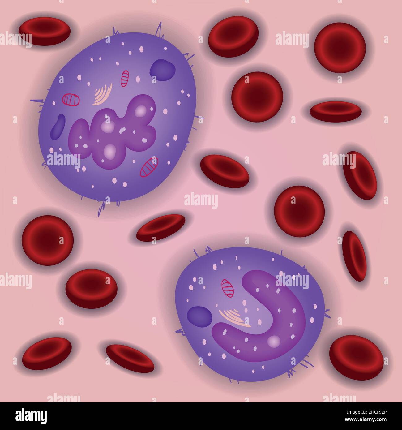 Innate immune system: monocytes cells in blood, vector illustration ...