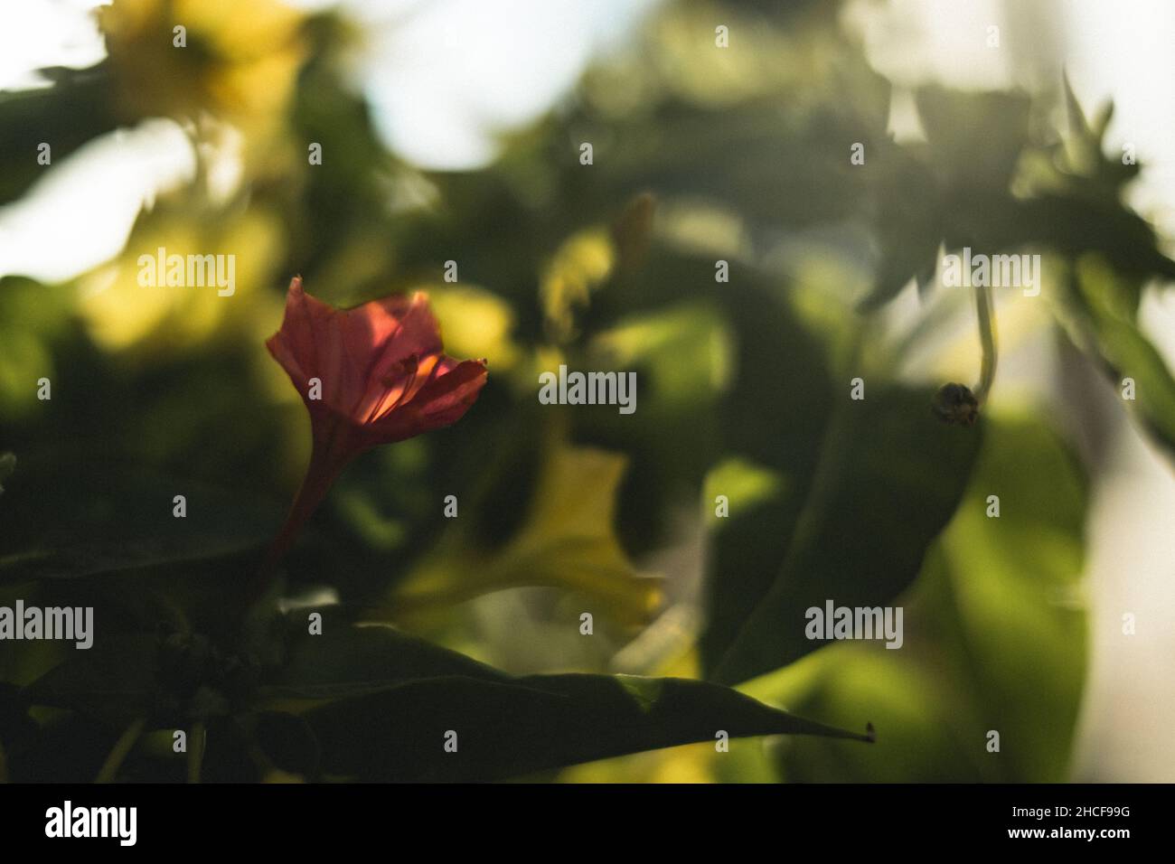 Blurred shot of a flower named Crimson Flare Stock Photo - Alamy