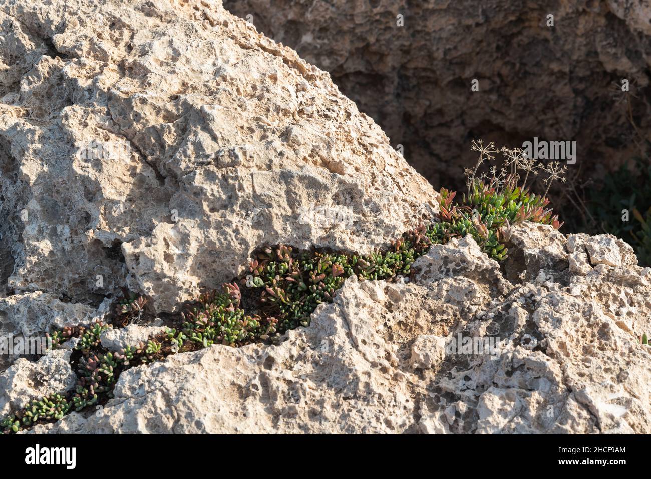 Coastal rocks and plants, natural background photo. Cyprus Stock Photo ...