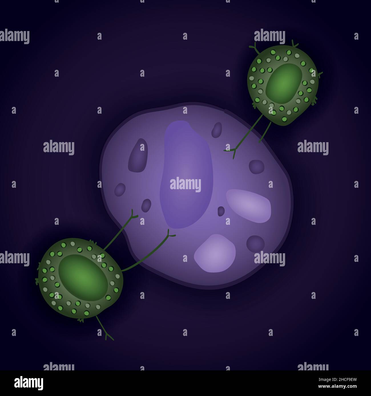 Innate immune system: natural killer cells with pathogen, vector illustration Stock Vector Image ...