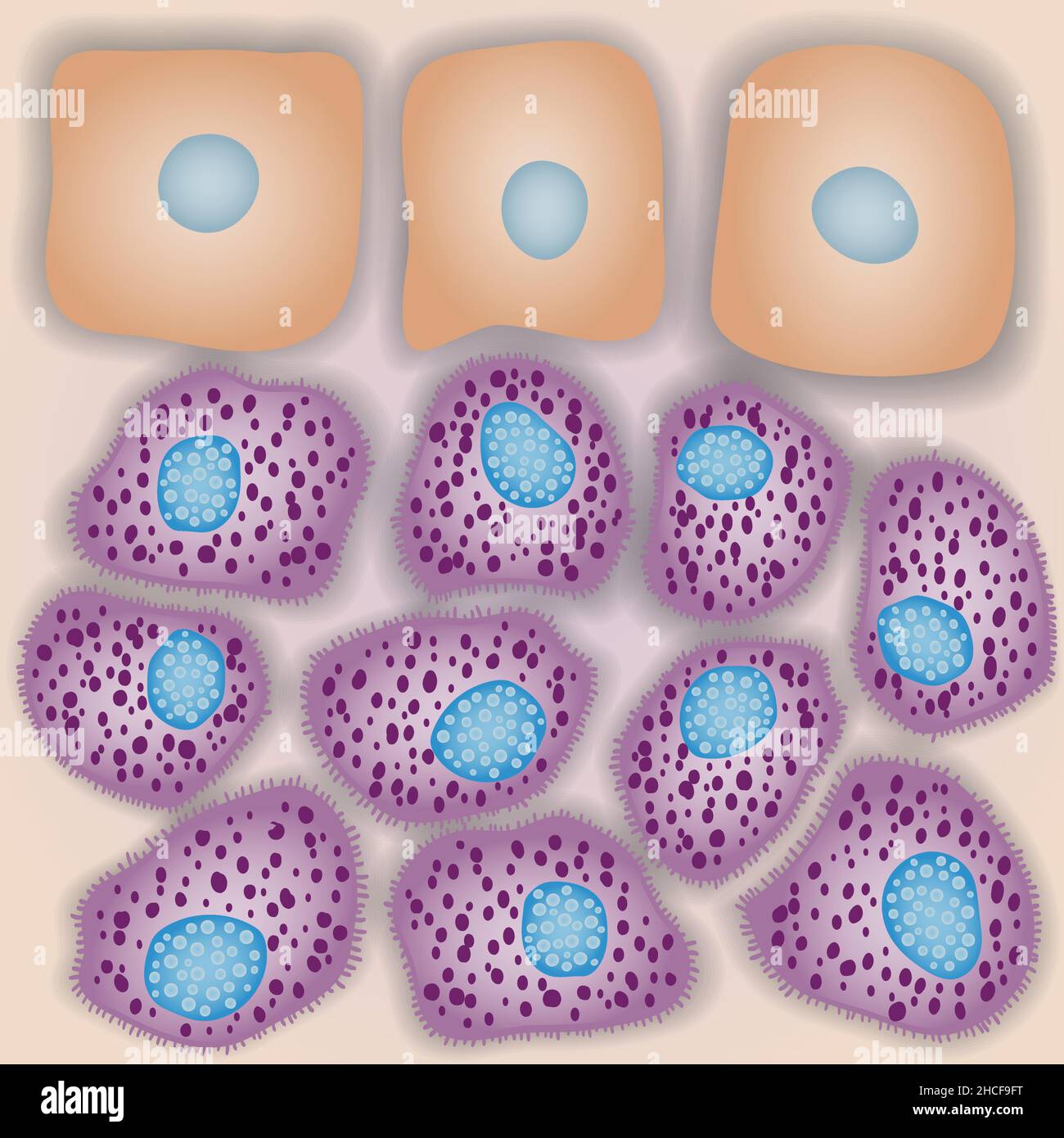 Innate immune system: mast cells with skin cells, vector illustration Stock Vector Image & Art ...