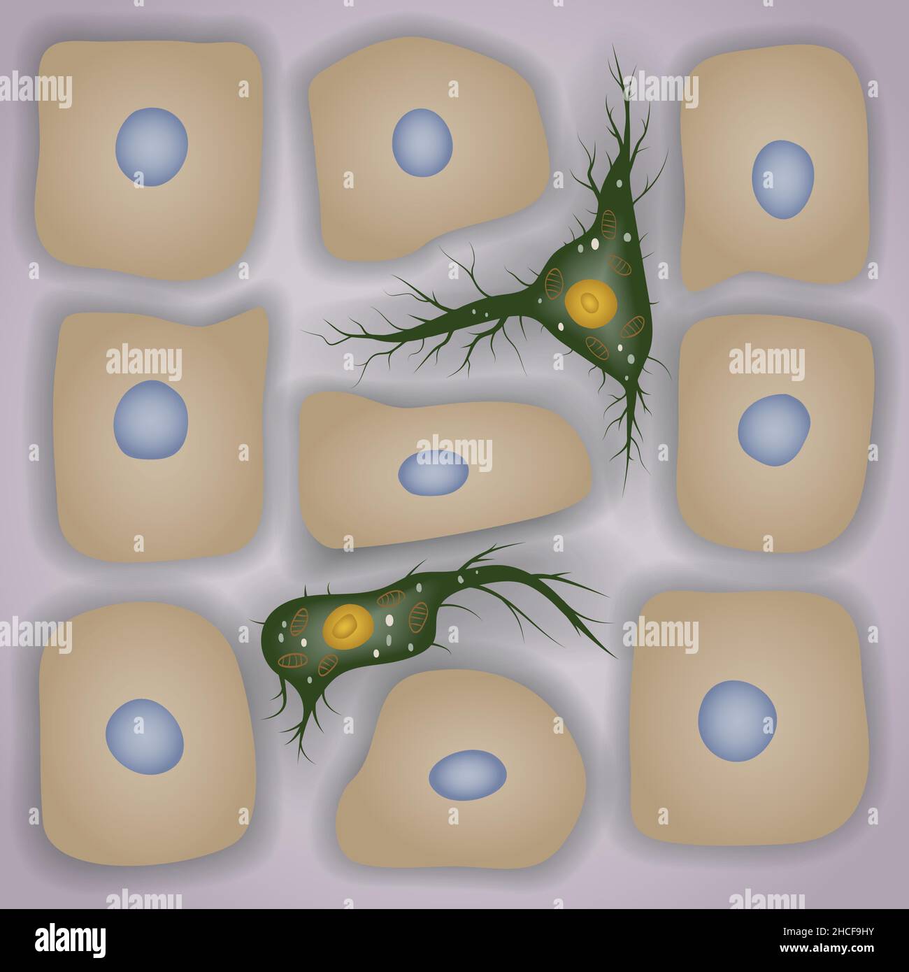 Innate Immune System Skin