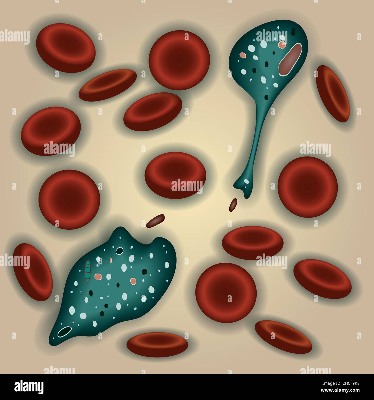Innate immune system: macrophages cells in blood, vector illustration ...