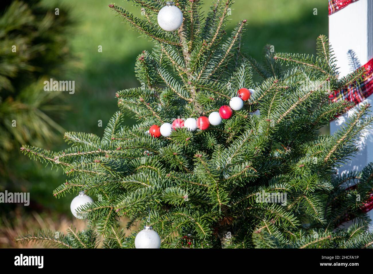Live pine trees hi-res stock photography and images - Alamy
