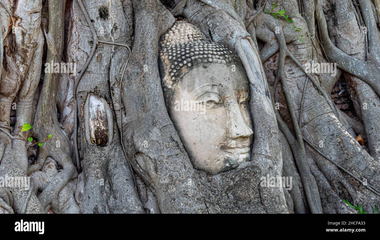 Buddha head in tree roots hi-res stock photography and images - Alamy