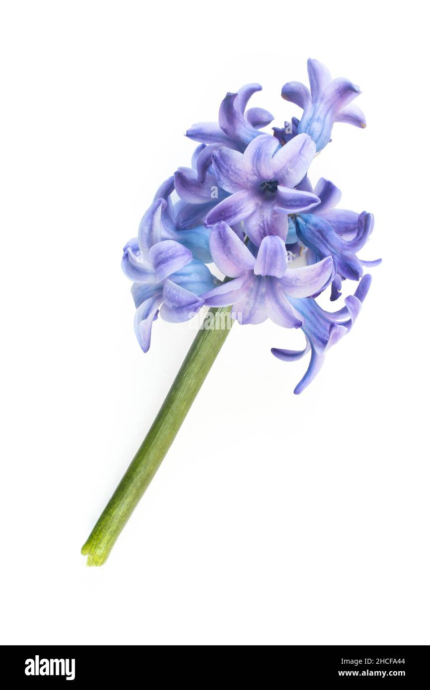 Purple hyacinth flower isolated on white background Stock Photo - Alamy