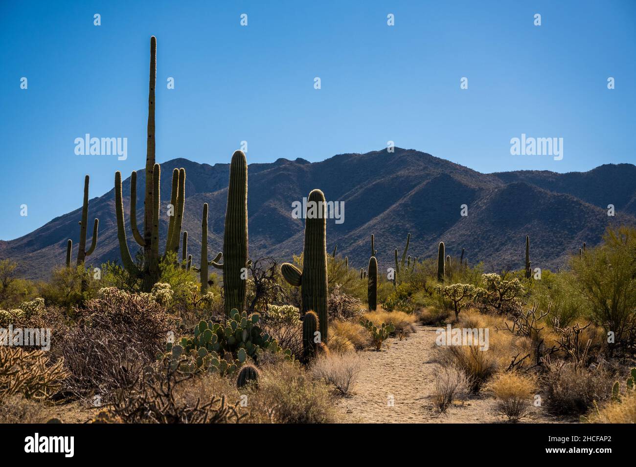 Sandy Trail Through Cacti in the Tucson Mountain District in arizona ...