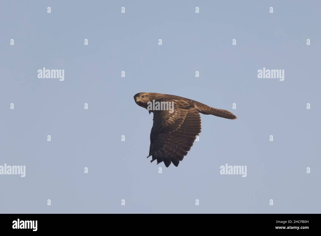 Common Buzzard Buteo buteo in flight on blue sky Stock Photo - Alamy
