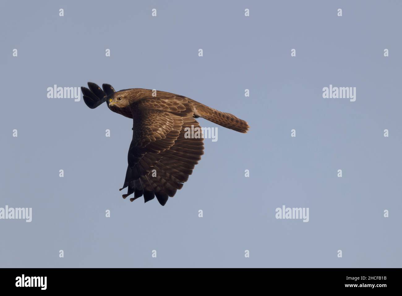Common Buzzard Buteo buteo in flight on blue sky Stock Photo - Alamy