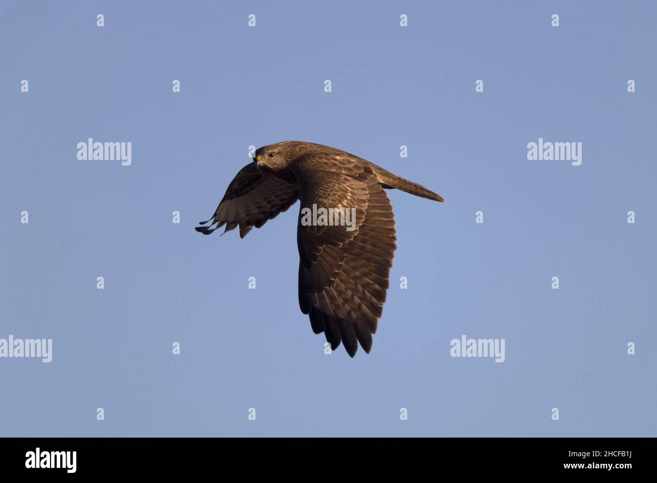 Common Buzzard Buteo buteo in flight on blue sky Stock Photo - Alamy