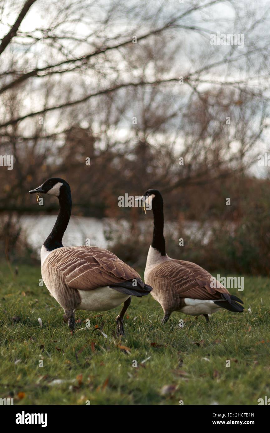 Goose feather trees hi-res stock photography and images - Alamy