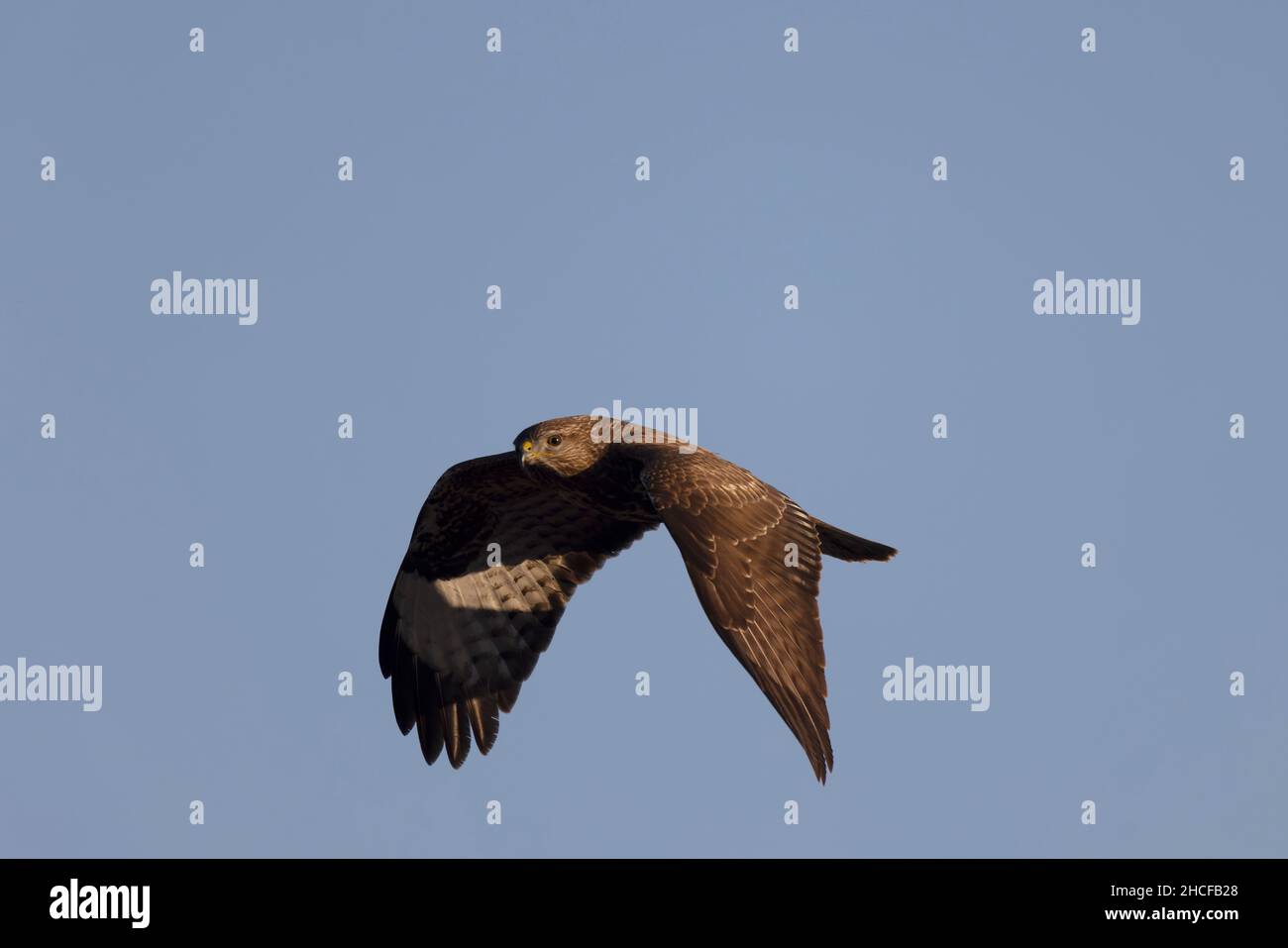 Common Buzzard Buteo buteo in flight on blue sky Stock Photo - Alamy