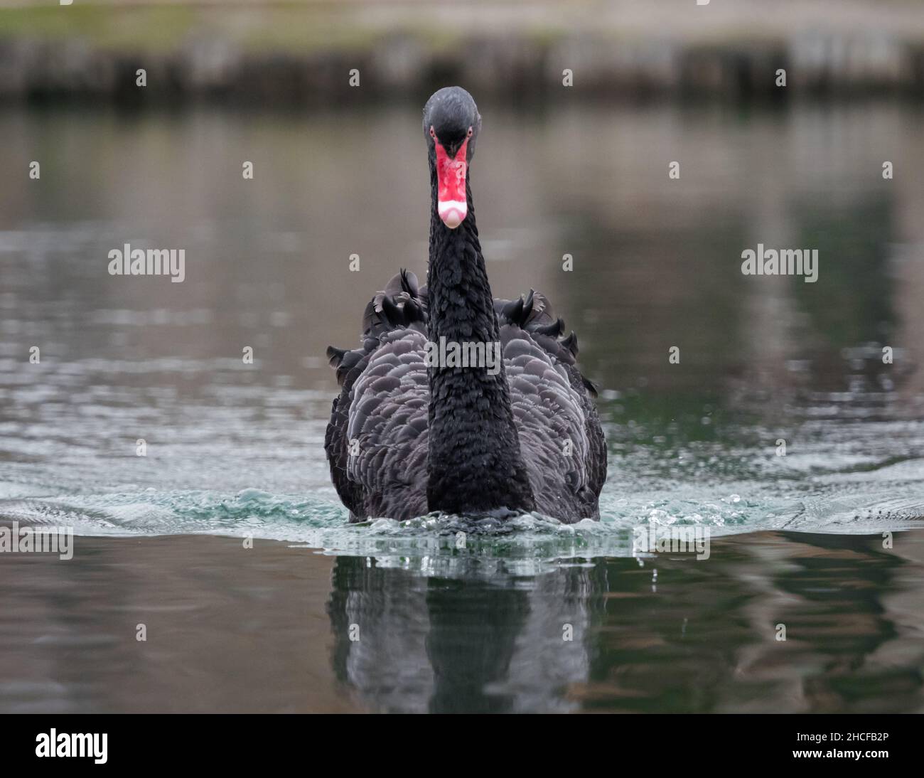 A mourning swan closeup in Bad Kösen thuringia Stock Photo - Alamy