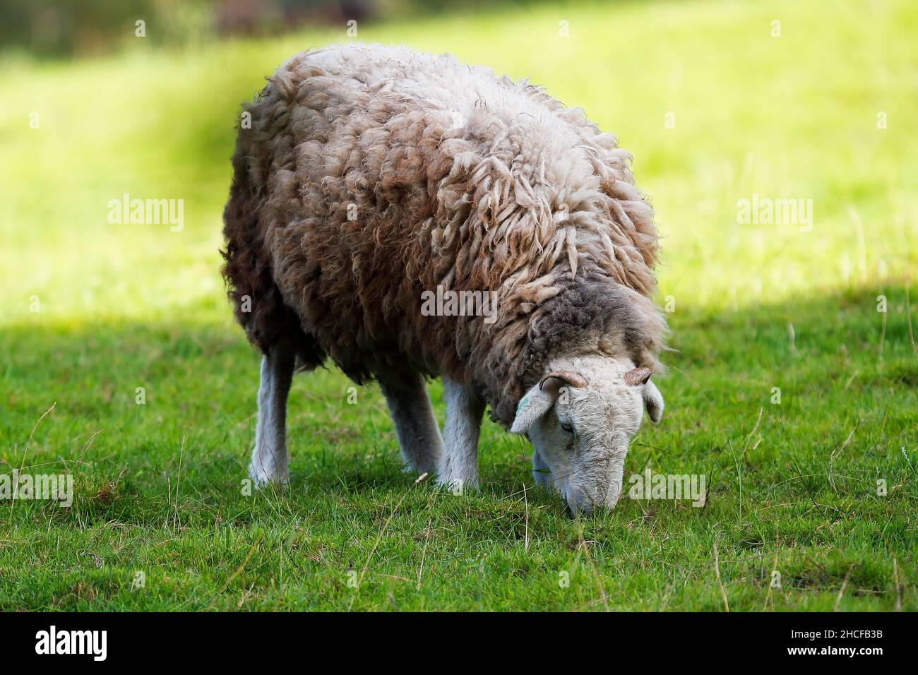 Smiley lamb hi-res stock photography and images - Alamy