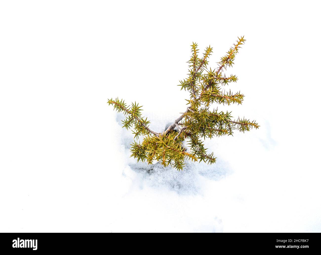Snow winter pine sapling hi-res stock photography and images - Alamy