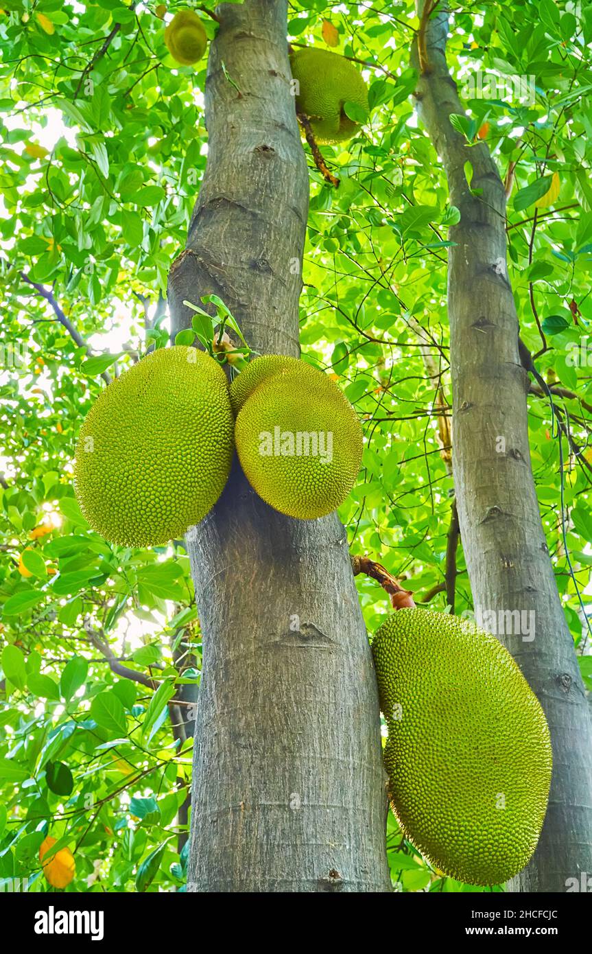 The closeup of the jack tree (Artocarpus heterophyllus) trunk with ...