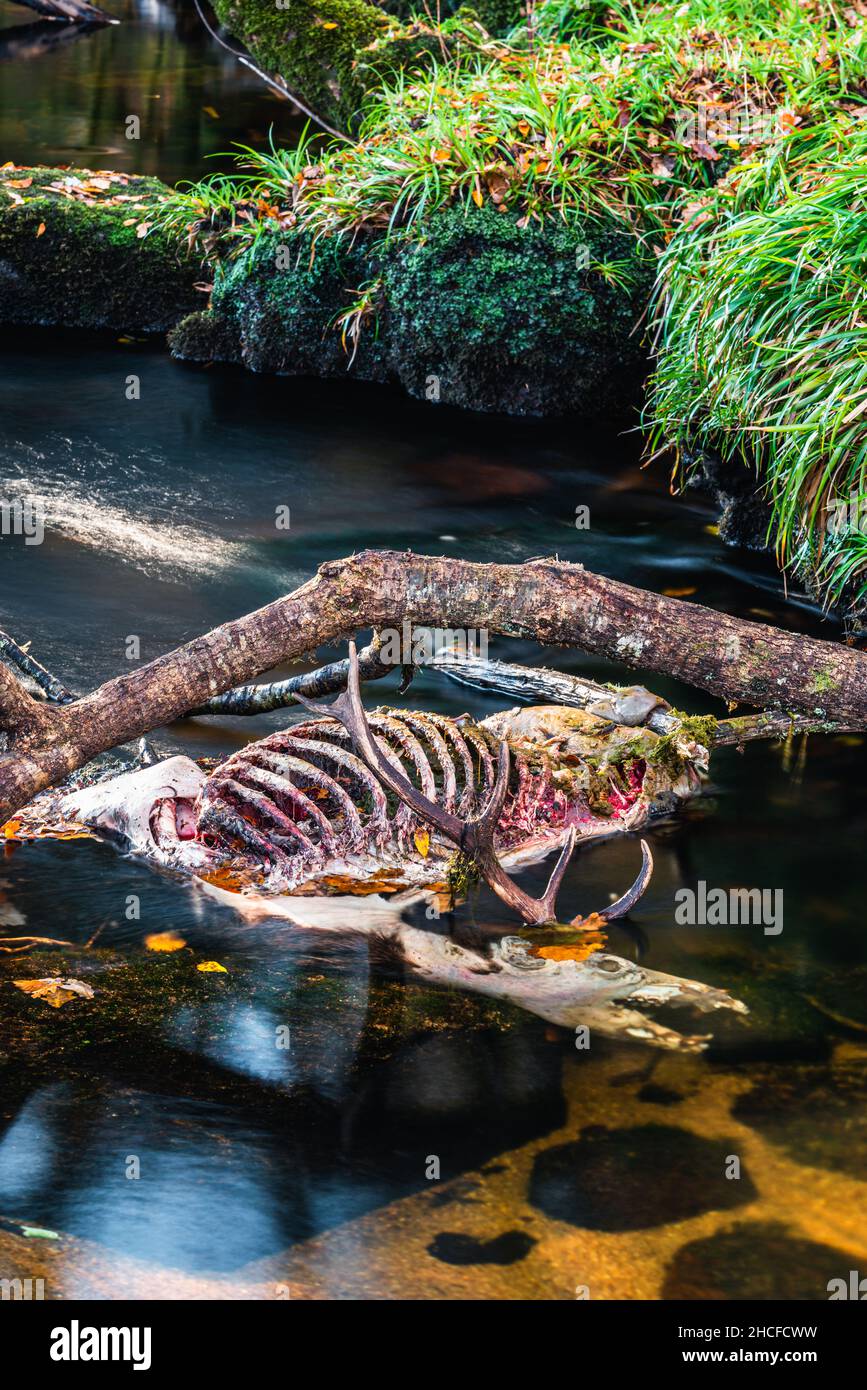 A dead stag of Red Deer in the River Dart, Dartmoor Park, Devon ...