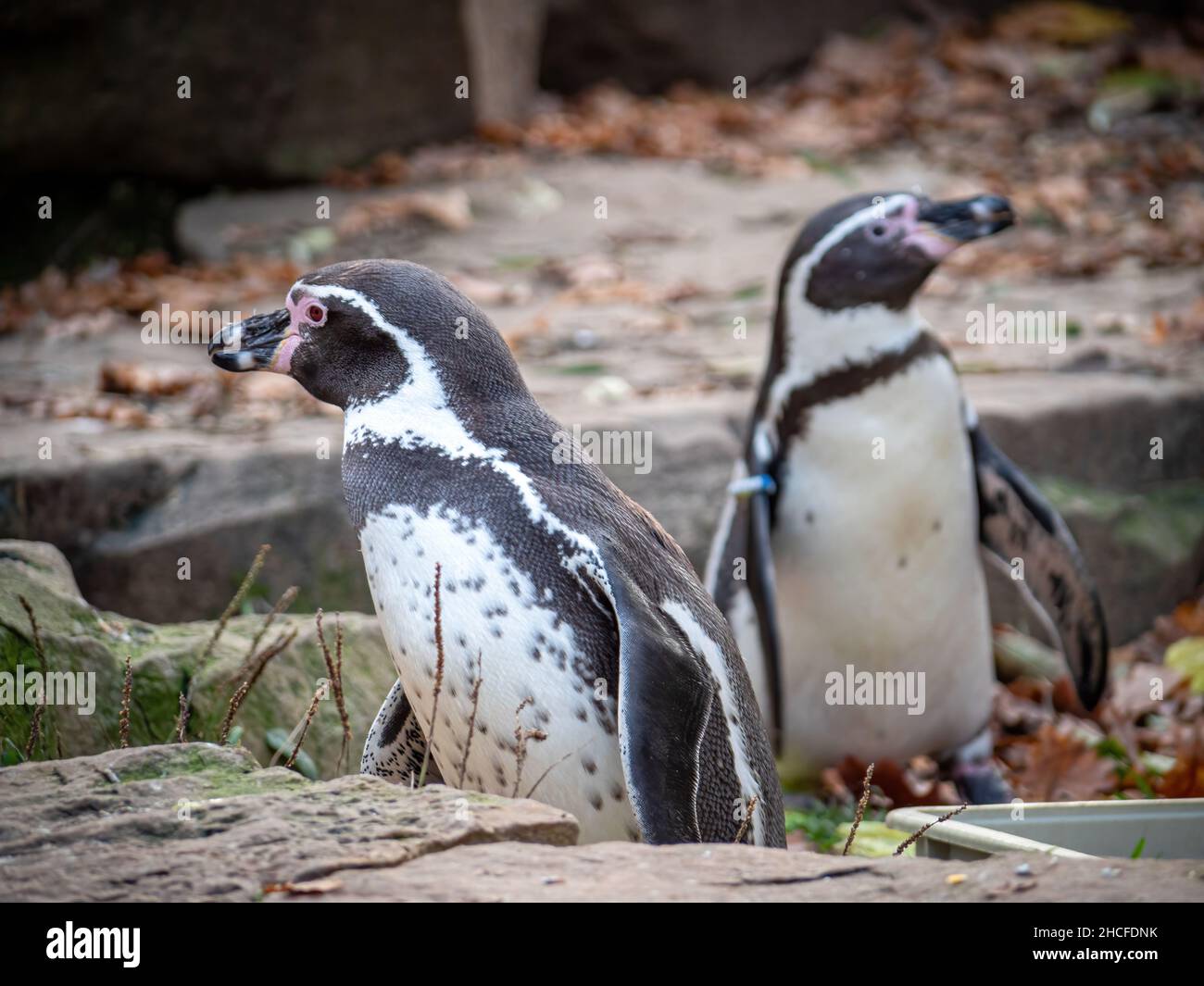 Penguin Watching at the Zoo Stock Photo - Alamy