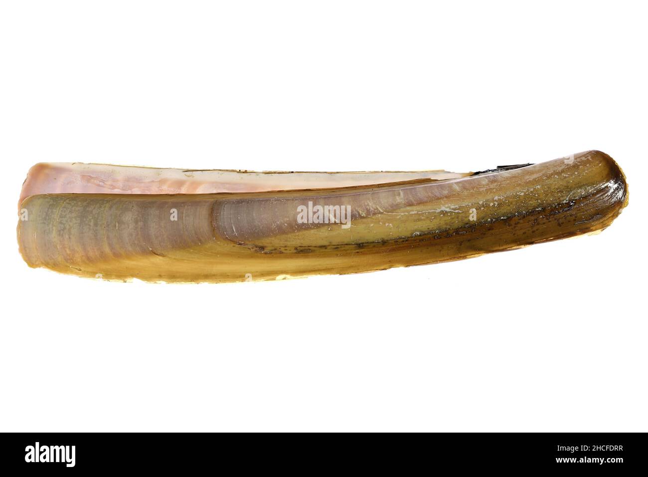 Atlantic jackknife clam (Ensis directus) from the Dutch North Sea coast ...