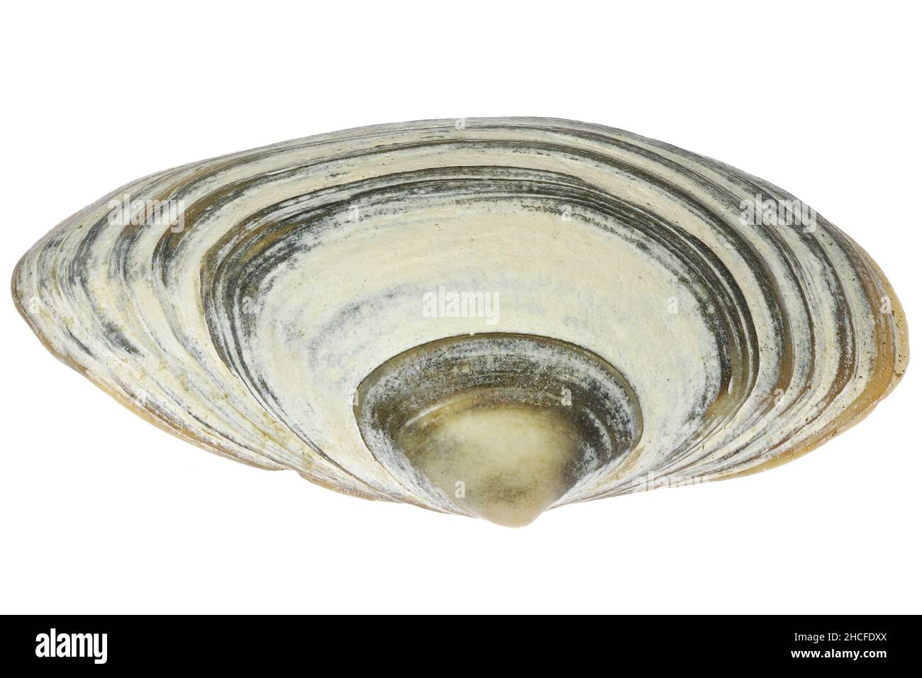 cut trough shell (Spisula subtruncata) from the Dutch North Sea coast ...