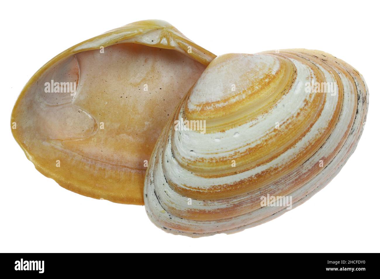 cut trough shell (Spisula subtruncata) from the Dutch North Sea coast ...