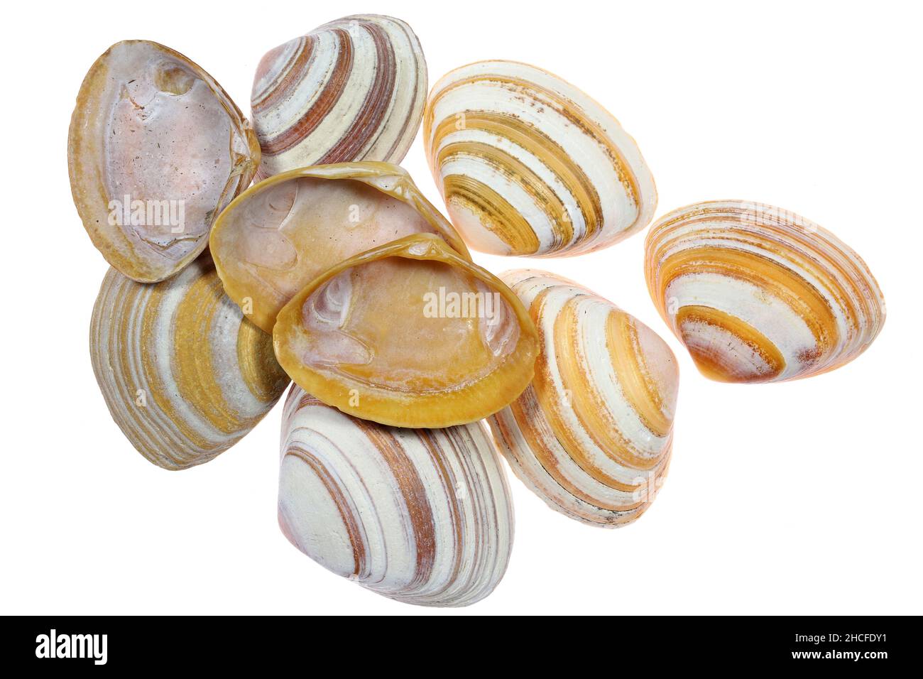 cut trough shell (Spisula subtruncata) from the Dutch North Sea coast ...