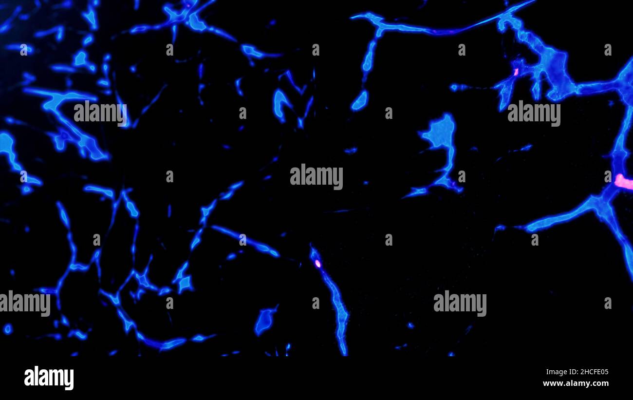 Liquid blue substance with cracks on surface, top view, seamless loop ...