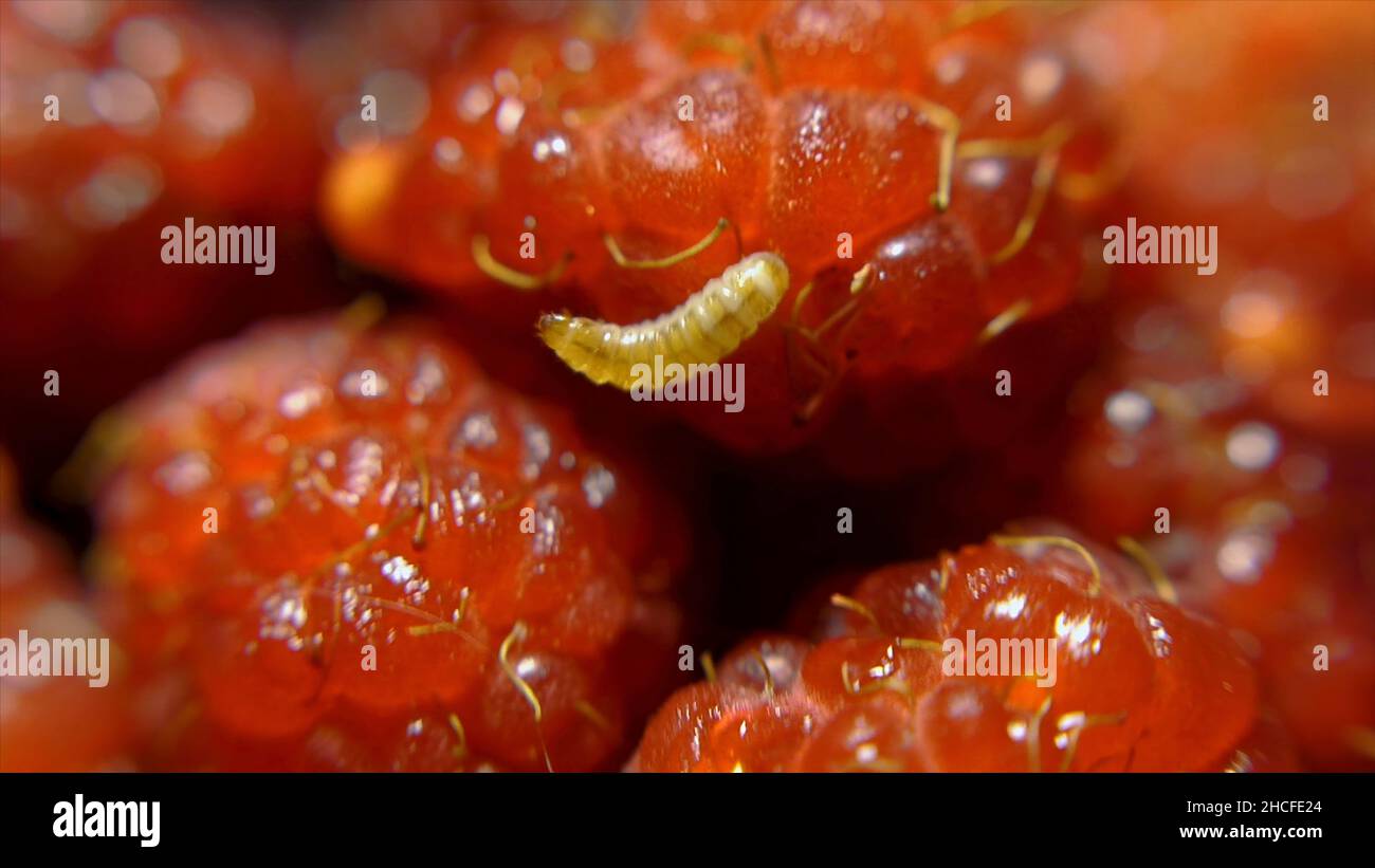 Fruit worm crawls into rotten raspberry, cinematic background, macro ...