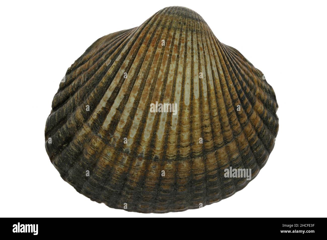 common cockle (Cerastoderma edule) from the Dutch North Sea coast ...