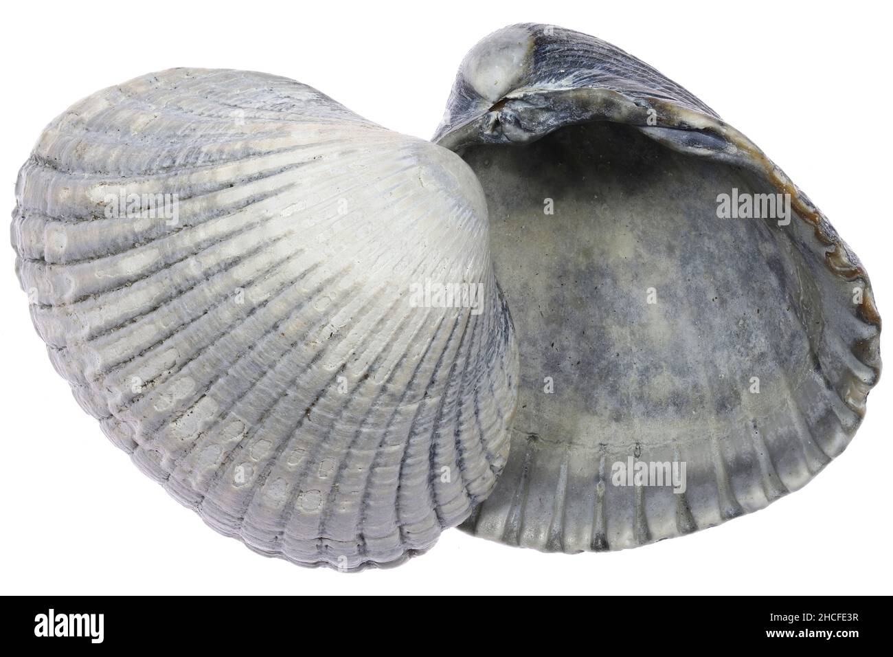 common cockle (Cerastoderma edule) from the Dutch North Sea coast ...